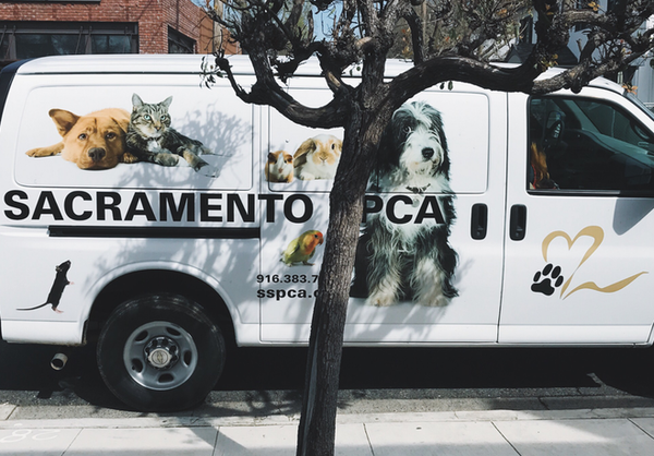 SPCA UPDATE – Timeless Thrills